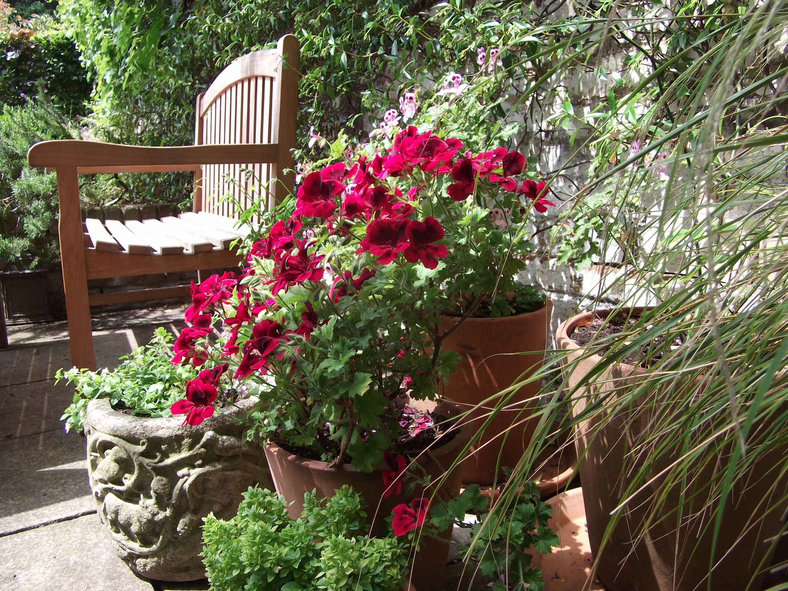 My garden colourful summer containers - Plunket Gardens | Garden ...