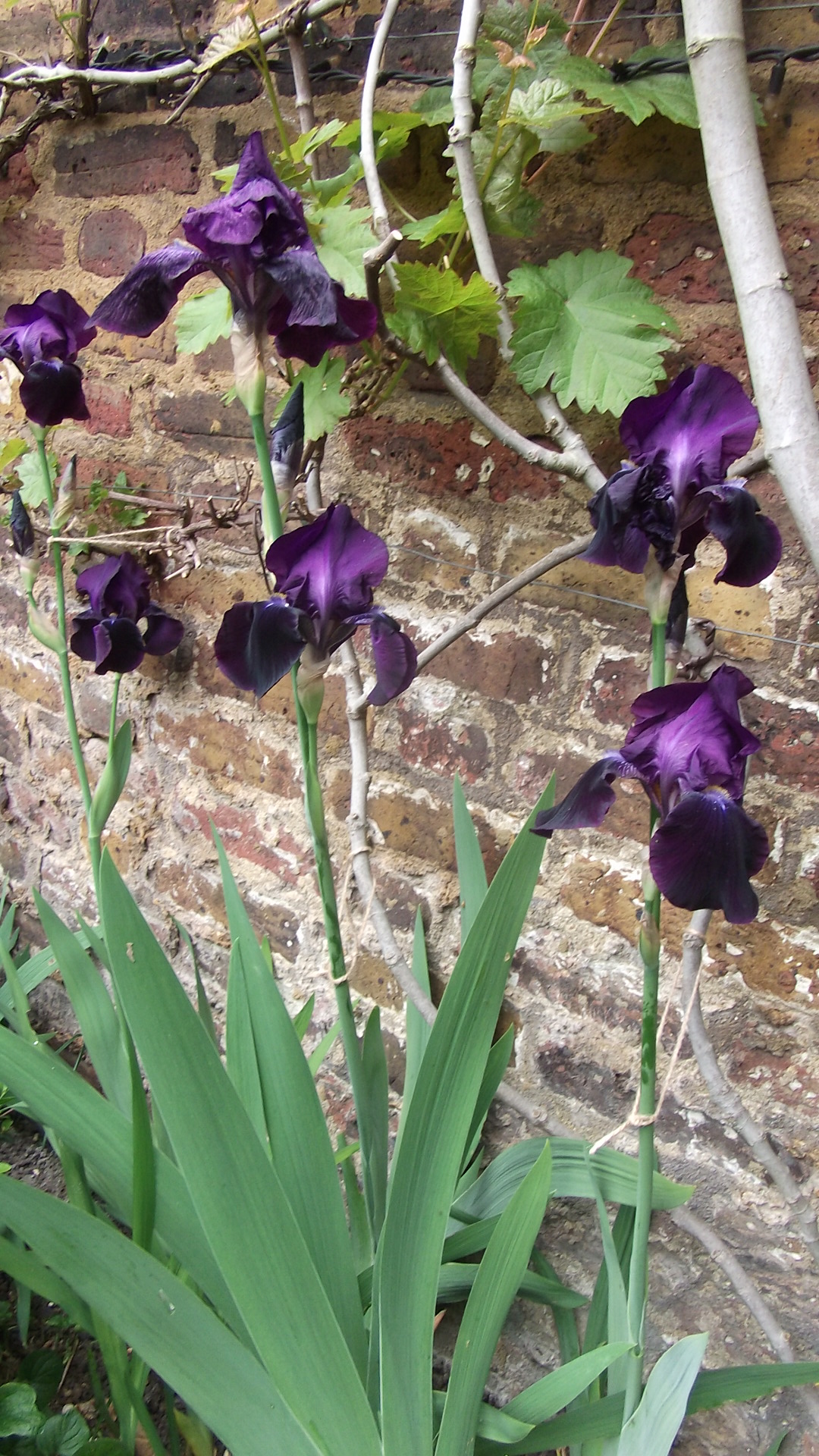 My garden in early summer - Plunket Gardens | Garden Designer London